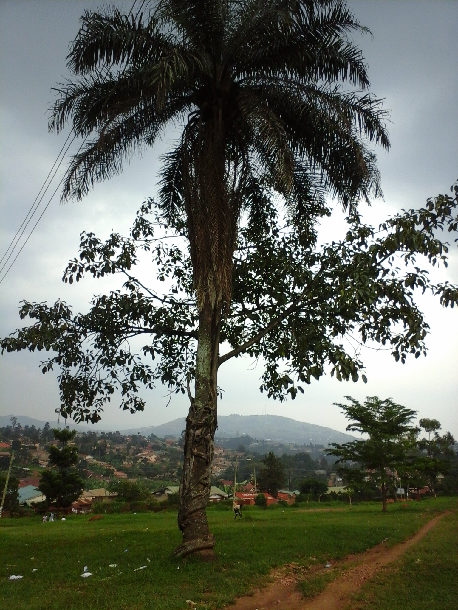 Independence Tree | …wherever you go.